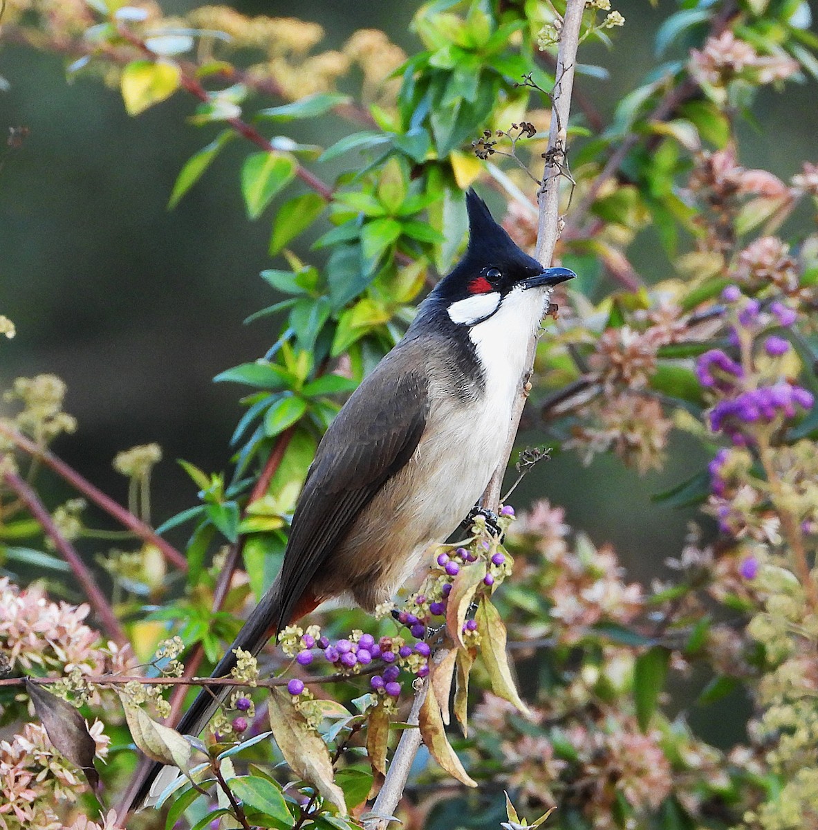 eBird Checklist - 2 Dec 2024 - Huntington Botanical Gardens - 28 species