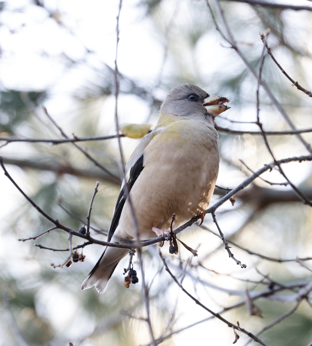 eBird Checklist - 3 Dec 2024 - Sally Milligan Park - 9 species