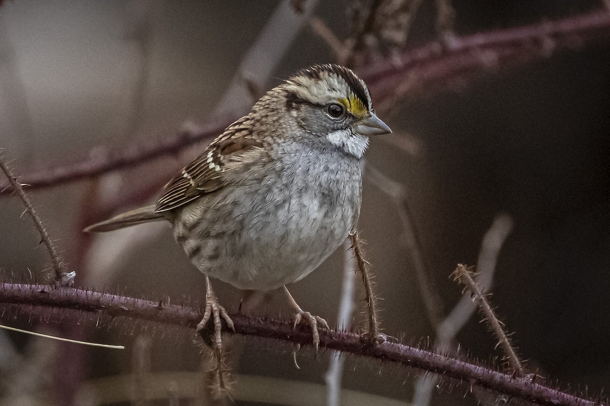 ML627075120 - White-throated Sparrow - Macaulay Library