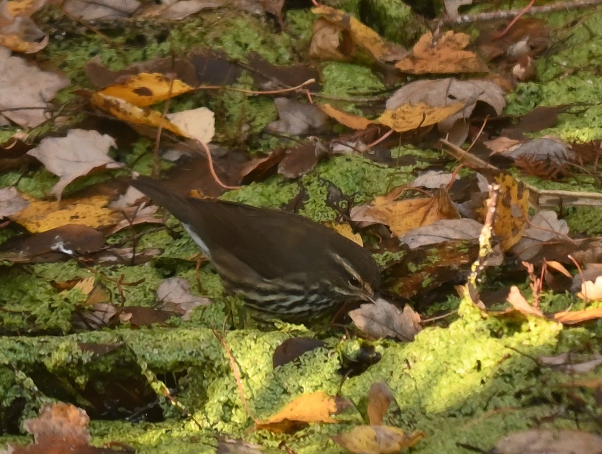 eBird Checklist - 2 Dec 2024 - Lake Busbee - 55 species
