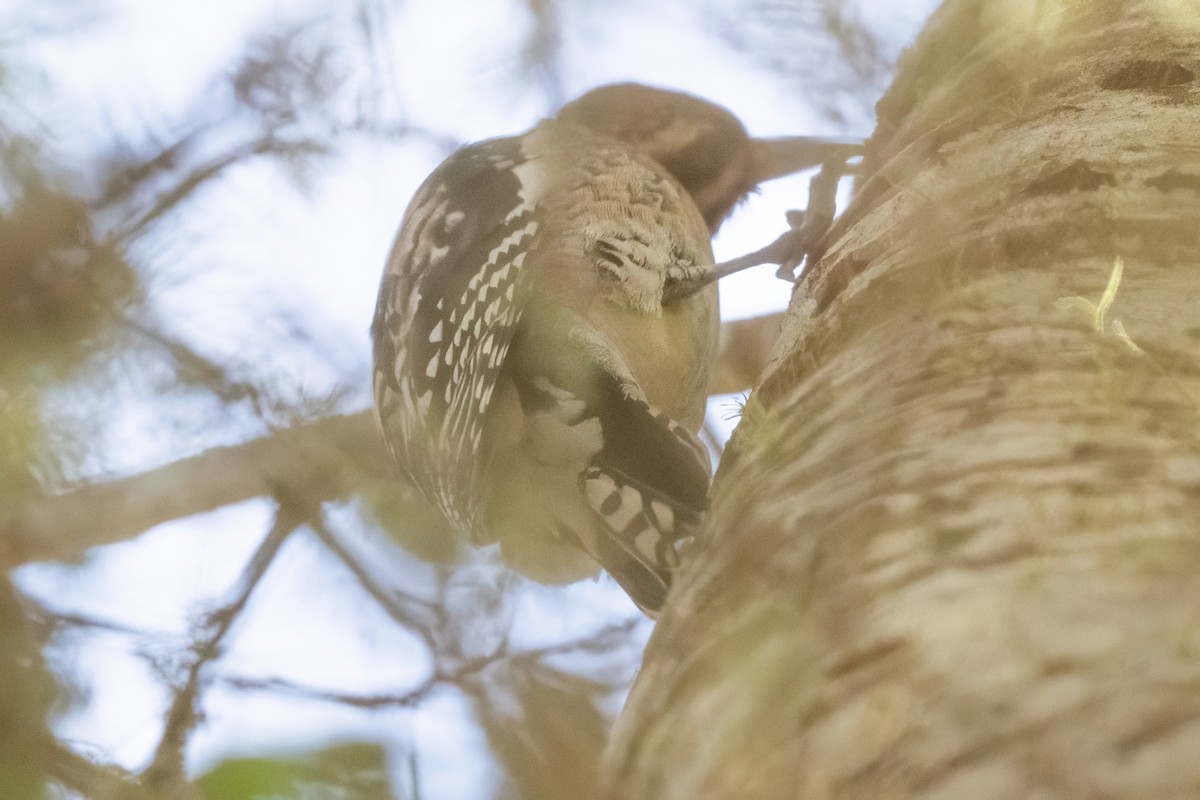 eBird Checklist - 3 Dec 2024 - Andrew Molera SP--Big Sur River mouth - 71 species (+2 other taxa)