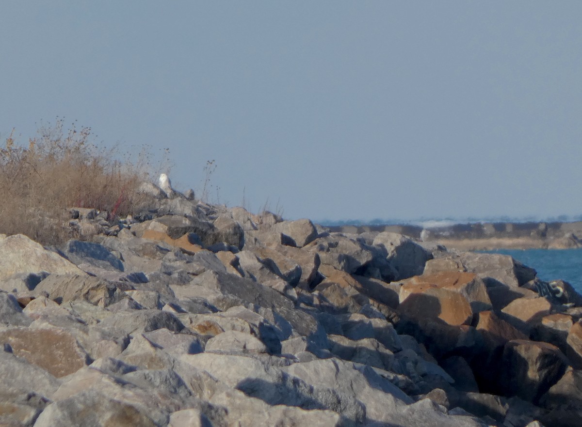 eBird Checklist - 3 Dec 2024 - Calumet Park, Chicago - 13 species