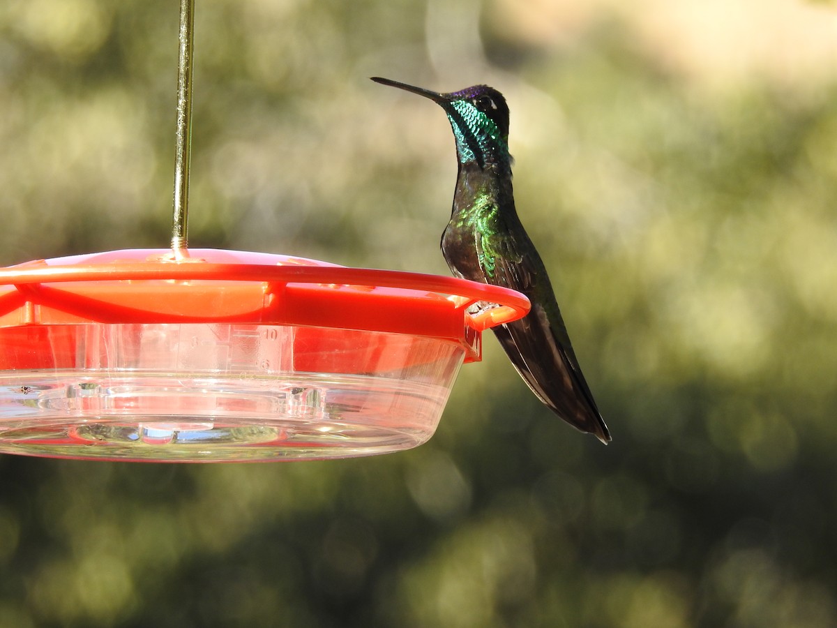 eBird Checklist - 3 Dec 2024 - Madera Canyon--Santa Rita Lodge - 20 species