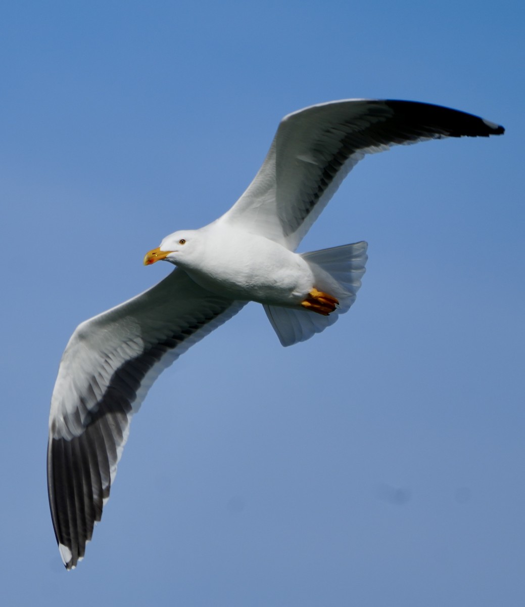 ML627080818 - Yellow-footed Gull - Macaulay Library