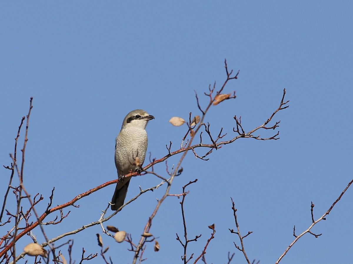 eBird Checklist - 3 Dec 2024 - Thief Valley Reservoir (Union Co.) - 17 ...