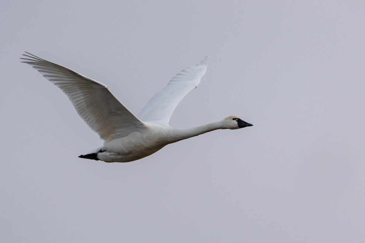 eBird Checklist - 3 Dec 2024 - Natural Prairie Dairy Farm Ponds (View ...