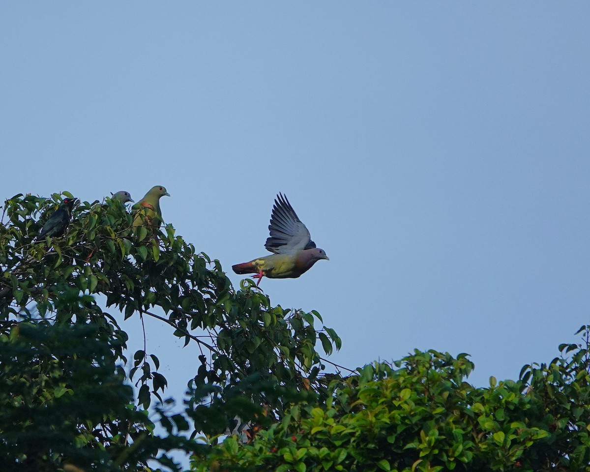 Taiwan Bird Atlas Checklist - 23 Nov 2024 - Bidadari - 14 species (+1 ...