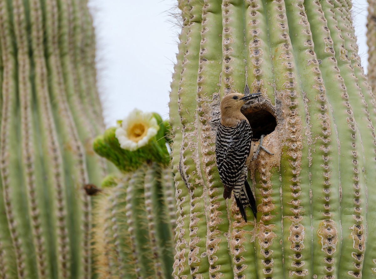 eBird Checklist - 20 May 2024 - Apache Wash Trailhead - 4 species