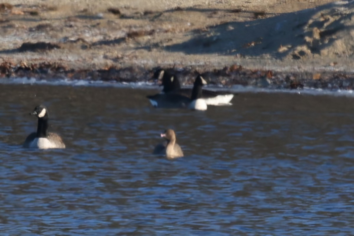 eBird Checklist - 4 Dec 2024 - Lower Bolton Lake - 4 species