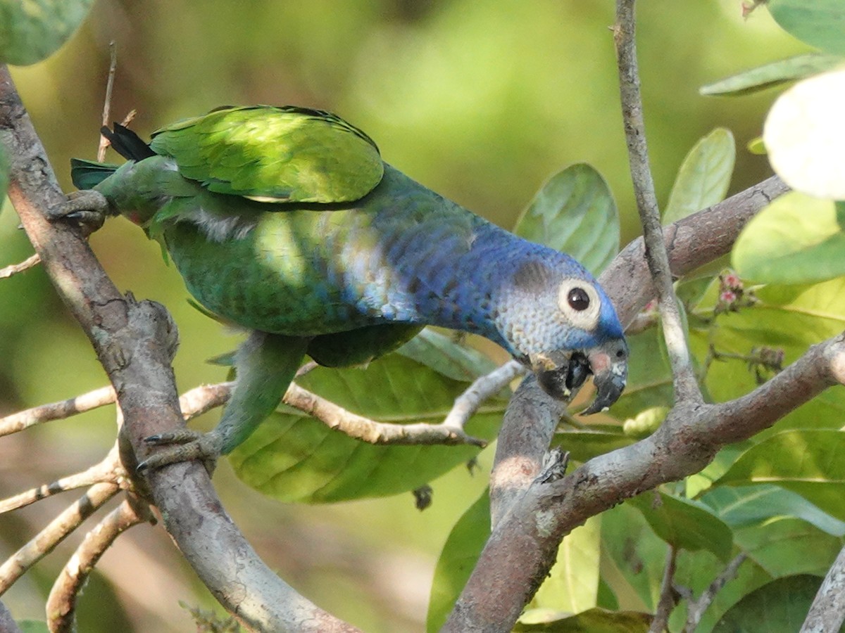 ML627100454 - Blue-headed Parrot - Macaulay Library