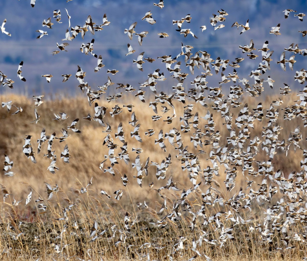 ML627101098 - Snow Bunting - Macaulay Library
