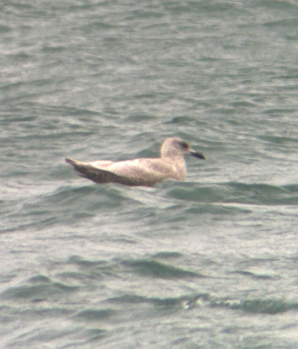 eBird Checklist - 4 Dec 2024 - Rotary Park - 4 species