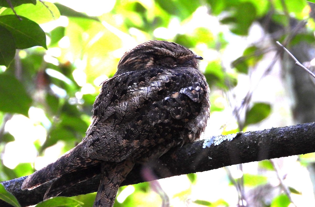eBird Checklist - 4 Dec 2024 - Loxahatchee NWR - 20 species