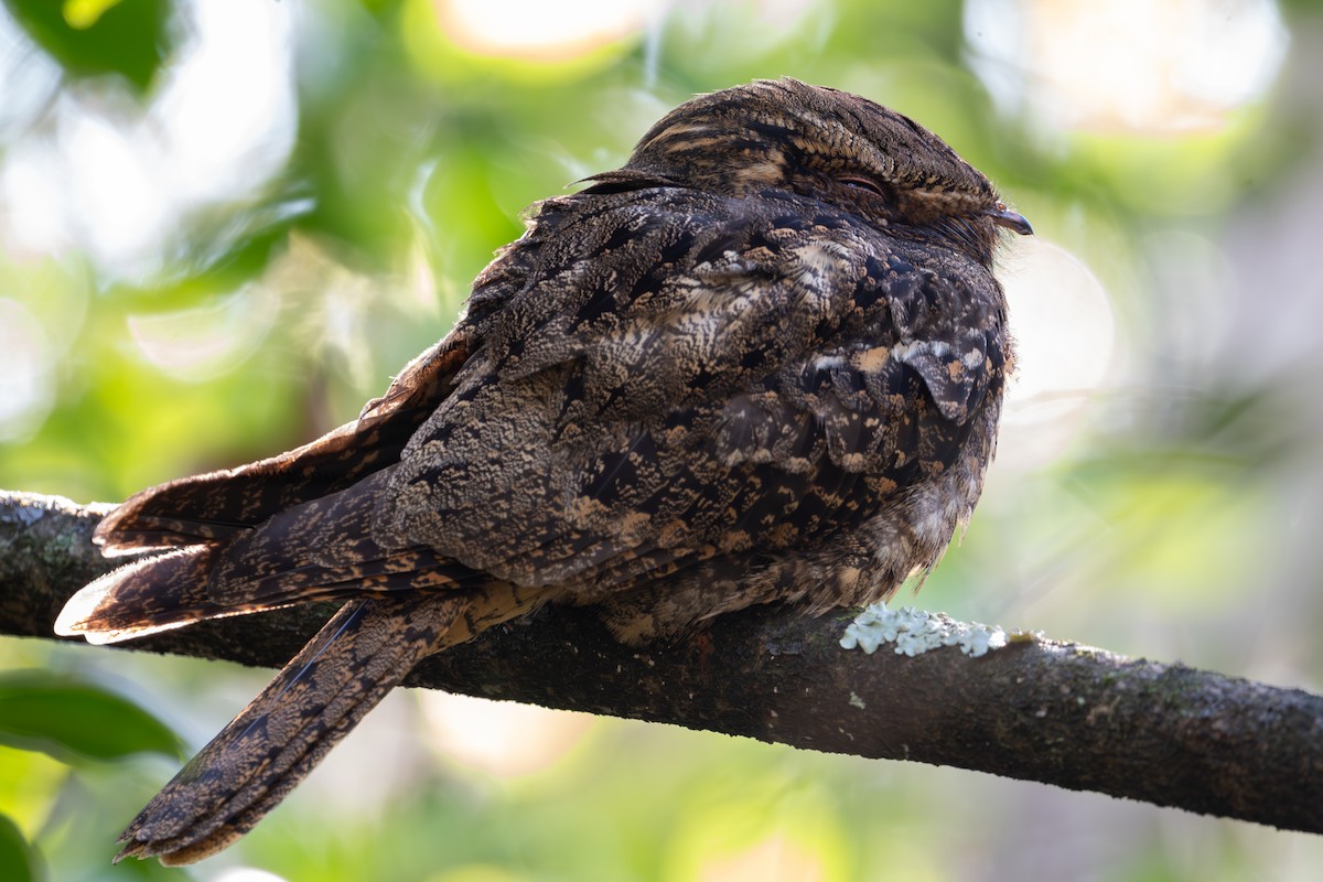 eBird Checklist - 4 Dec 2024 - Loxahatchee NWR - 29 species