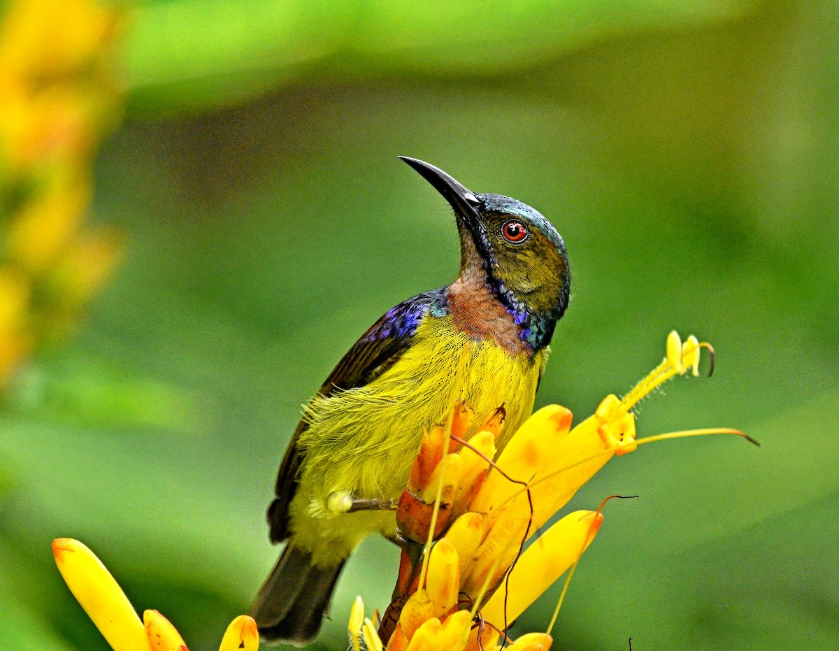 ML627109468 - Brown-throated Sunbird - Macaulay Library
