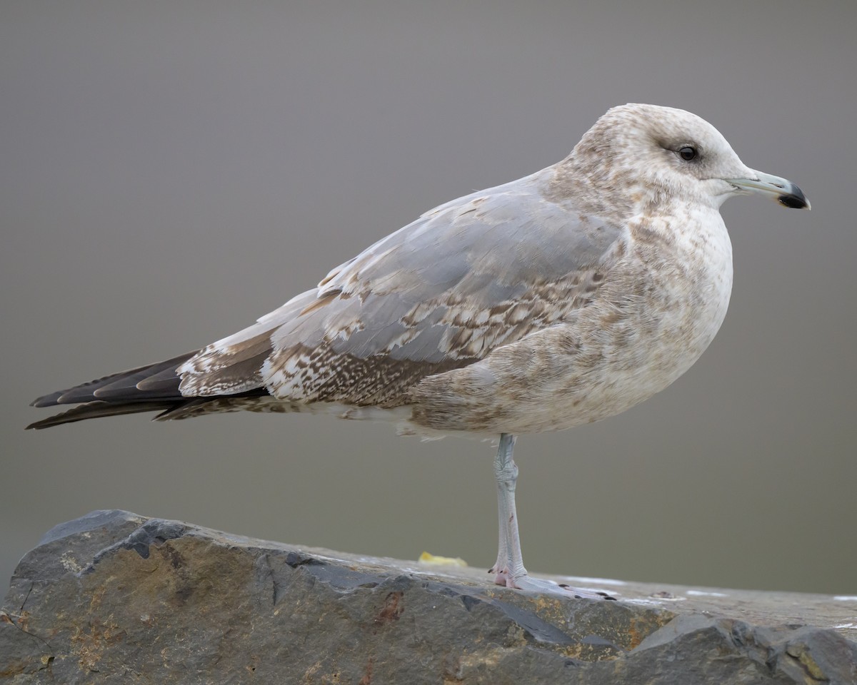 ML627113023 - California Gull - Macaulay Library