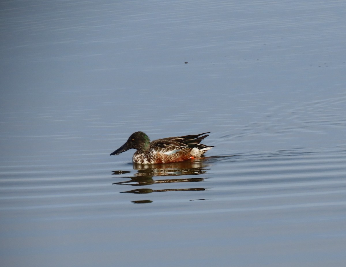 North Carolina Bird Atlas Checklist - 4 Dec 2024 - Edwin B. Forsythe ...