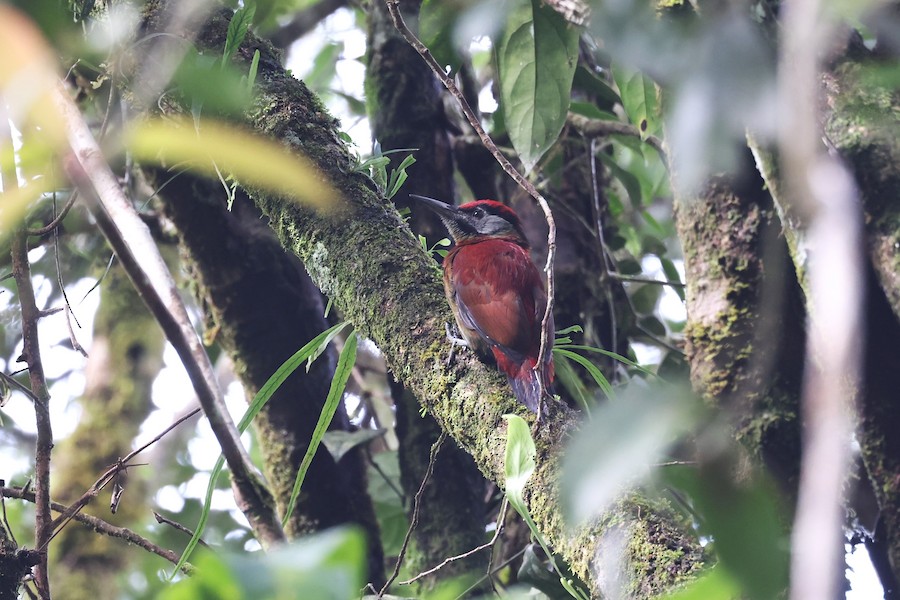 綠啄木(dedemi) - eBird