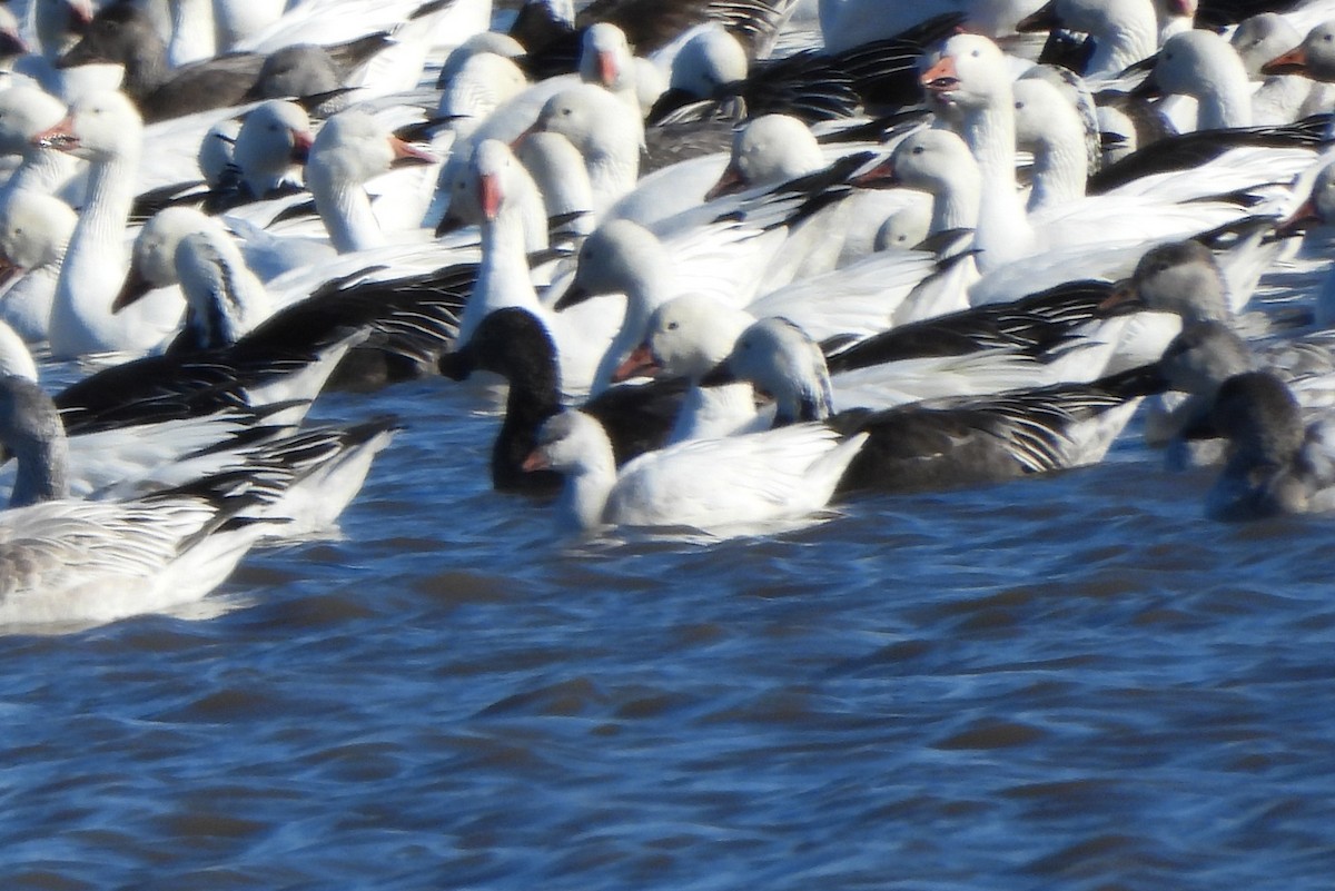eBird Checklist - 4 Dec 2024 - Loess Bluffs NWR - 25 species