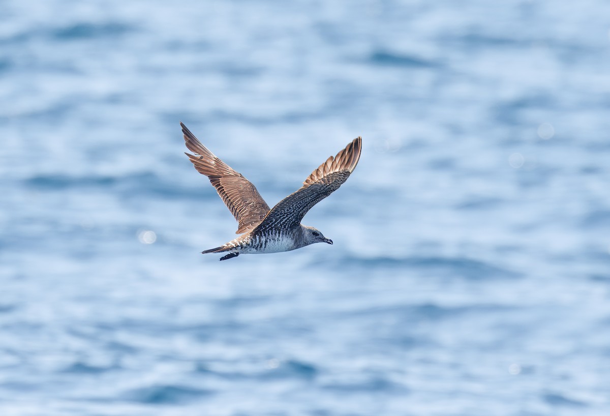 eBird Checklist - 1 Dec 2024 - Iquique--Pelágico - 38 species