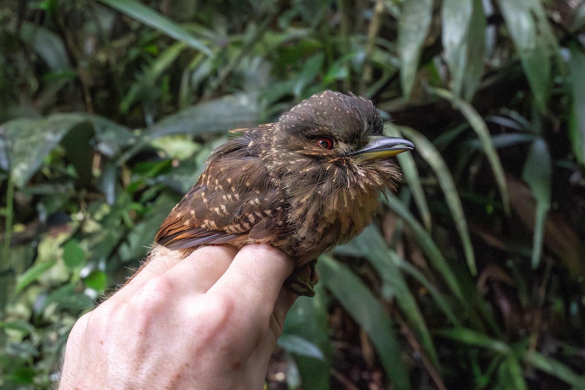 eBird Checklist - 21 Nov 2024 - Margay 1--RBCMA - 30 species (+2 other ...