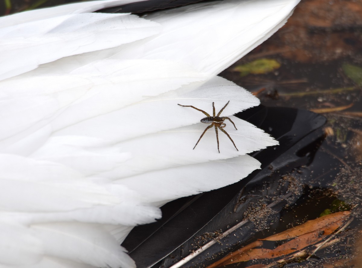 eBird Checklist - 4 Dec 2024 - Tennessee NWR--Duck River Unit - 37 species