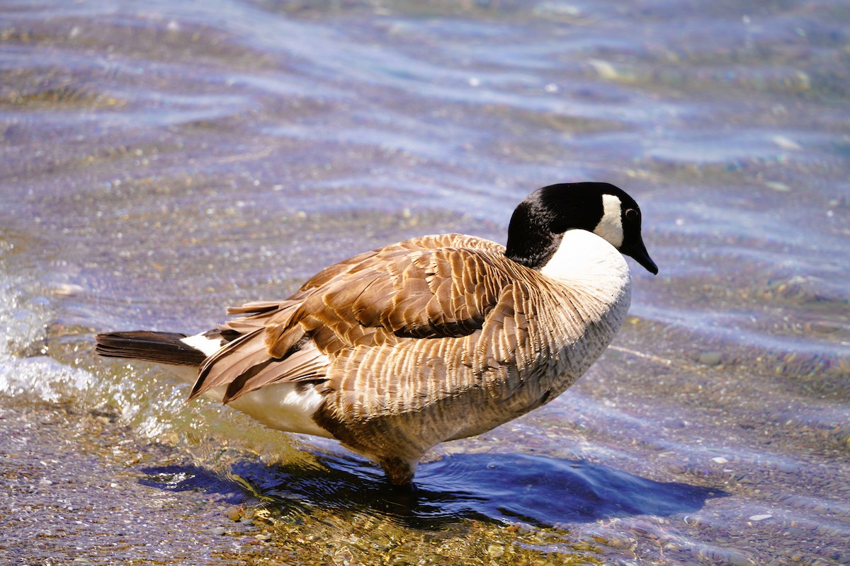 eBird Checklist - 12 Jun 2024 - Niagara-on-the-Lake--Queens Royal Park ...