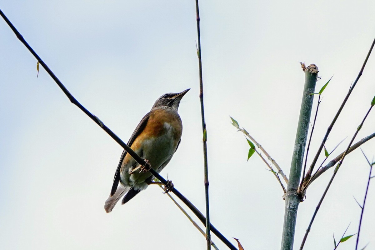 Taiwan Bird Atlas Checklist - 4 Dec 2024 - 台北--大安森林公園(Taipei--Da'an ...