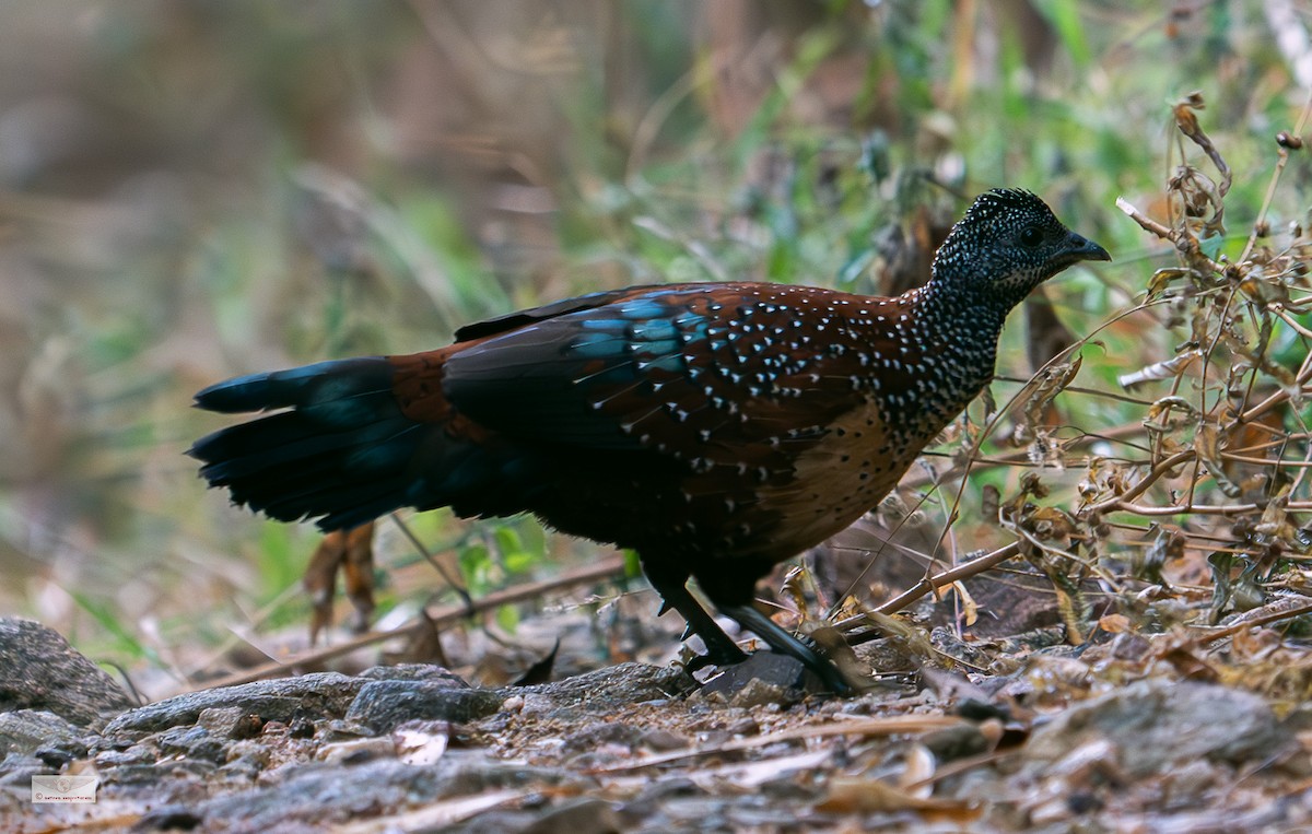 ML627133031 - Red/Painted Spurfowl - Macaulay Library