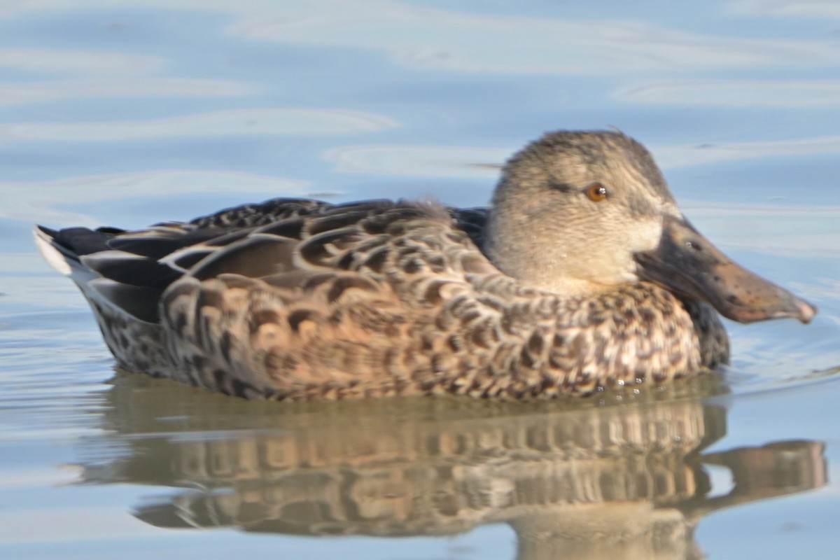eBird Checklist - 1 Dec 2024 - Palo Alto Baylands - 11 species