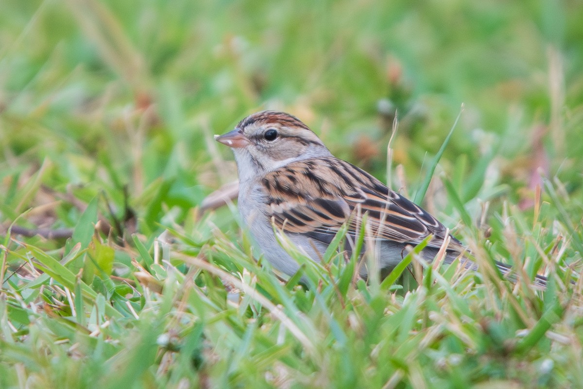 eBird Checklist - 5 Dec 2024 - Fort Scaur - 15 species