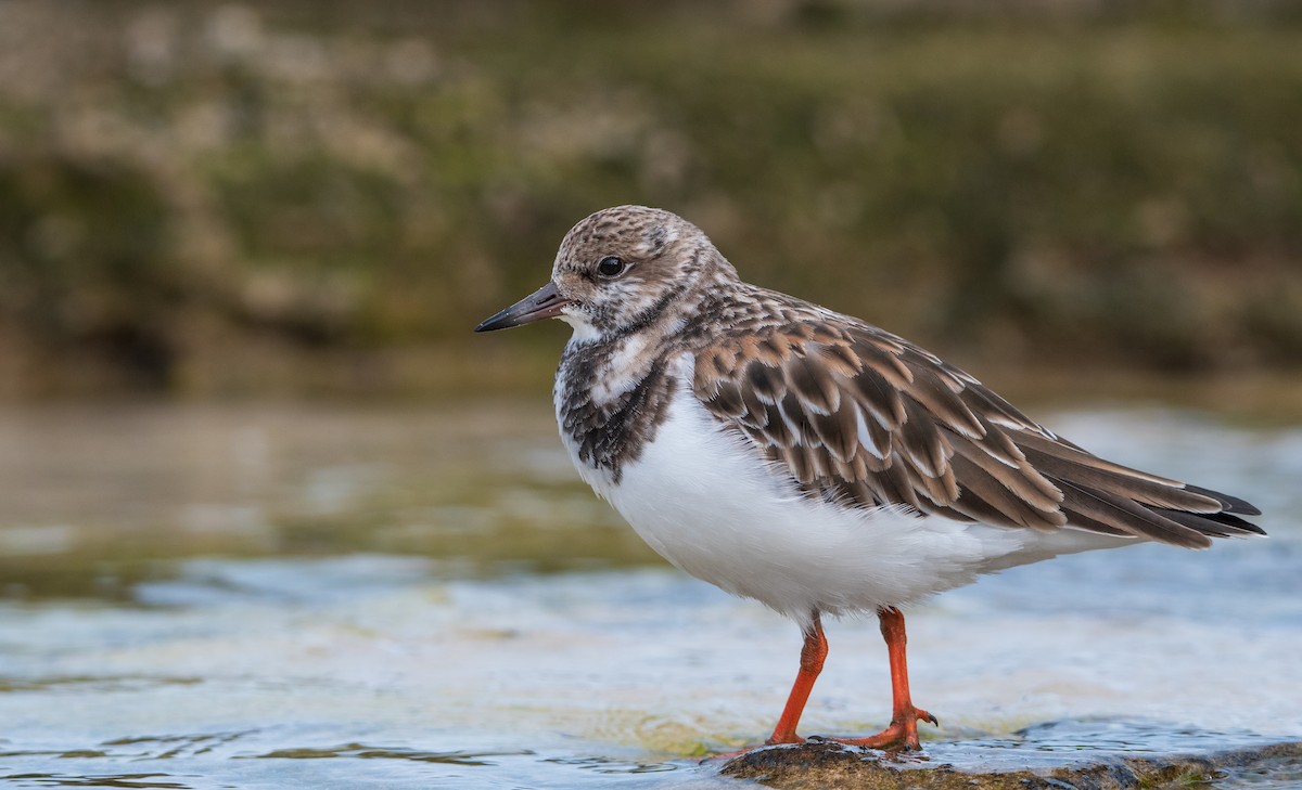 eBird Checklist - 5 Dec 2024 - Frank's Bay - 7 species