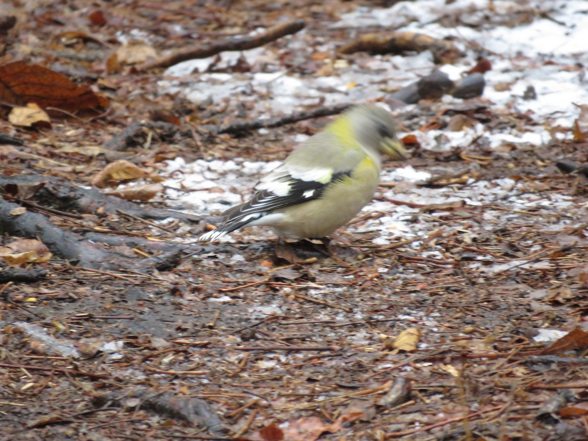 eBird Checklist - 5 Dec 2024 - Sally Milligan Park - 9 species