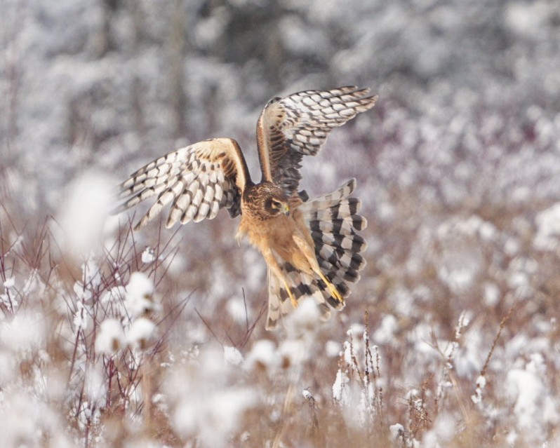 eBird Checklist - 5 Dec 2024 - Shawangunk Grasslands NWR - 25 species