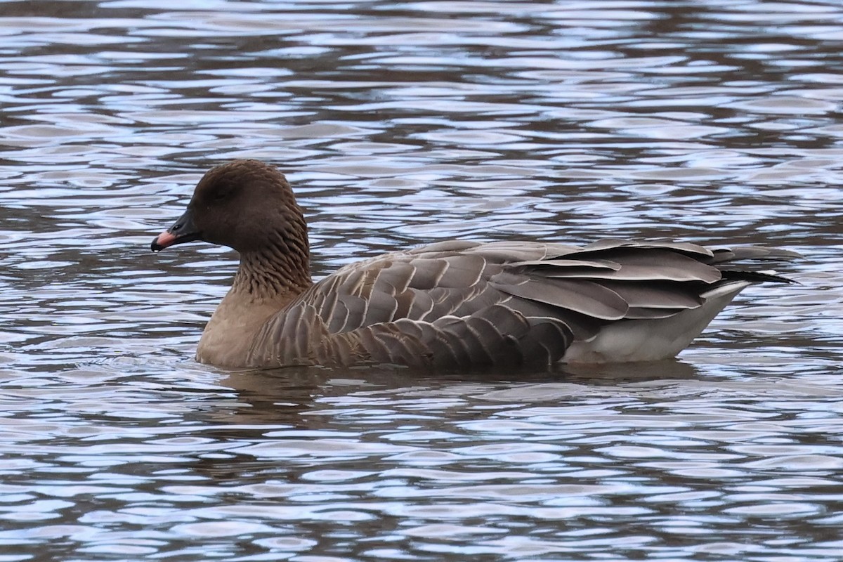 eBird Checklist - 5 Dec 2024 - Etra Lake Park and Arboretum - 15 ...
