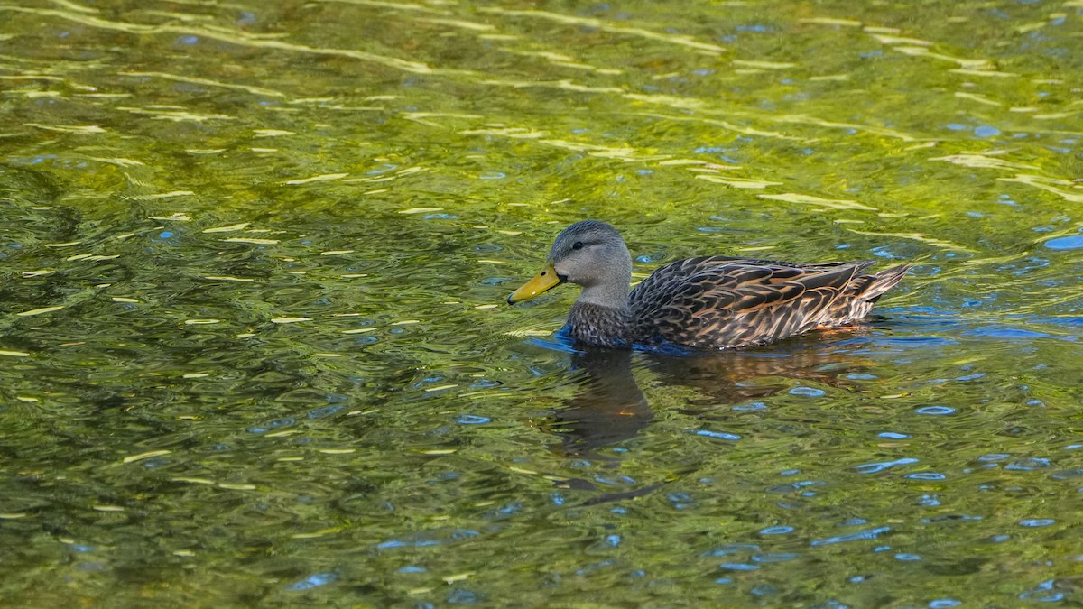 eBird Checklist - 5 Dec 2024 - North Jupiter Flatwoods Natural Area ...