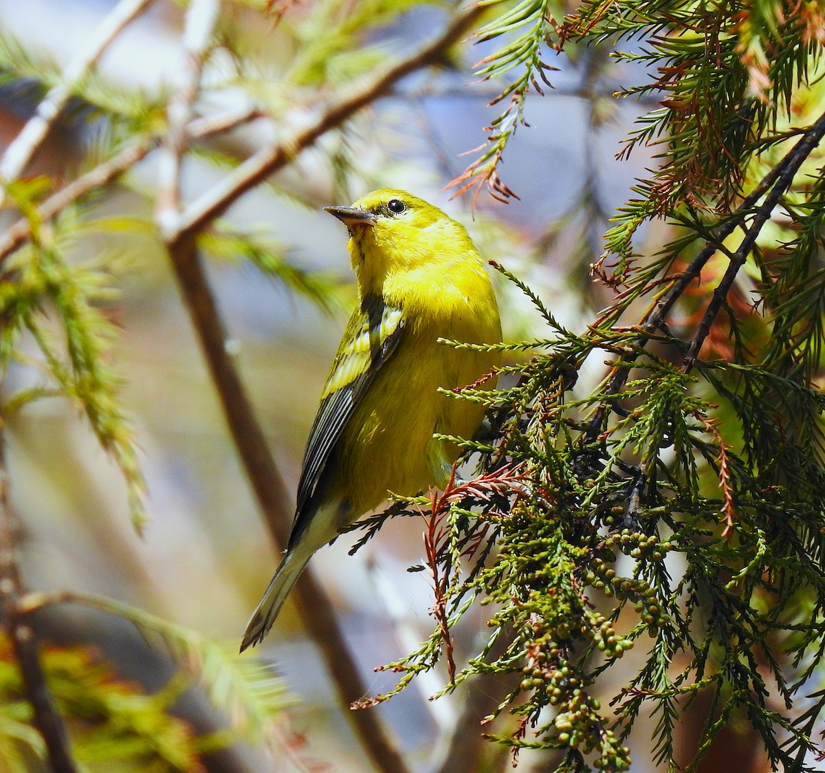eBird Checklist - 5 Dec 2024 - Loxahatchee NWR - 42 species