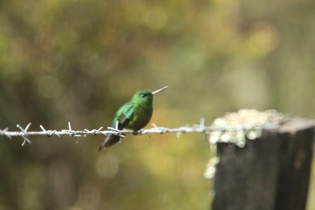 eBird Checklist - 23 Jul 2018 - Chivor. Colombia - 12 species