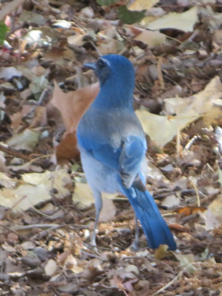 eBird Checklist - 5 Dec 2024 - Spring Mountain Ranch SP - 25 species ...