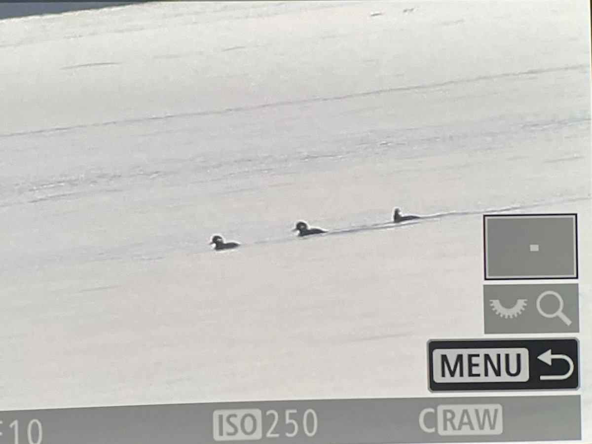 eBird Checklist - 5 Dec 2024 - Cedar Point Environmental Park - 18 ...