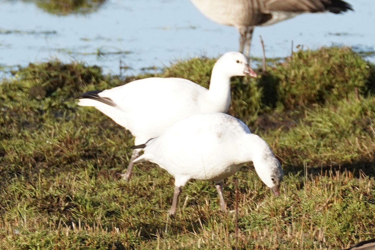 eBird Checklist - 5 Dec 2024 - US-101 S, Arcata US-CA 40.85983, -124. ...