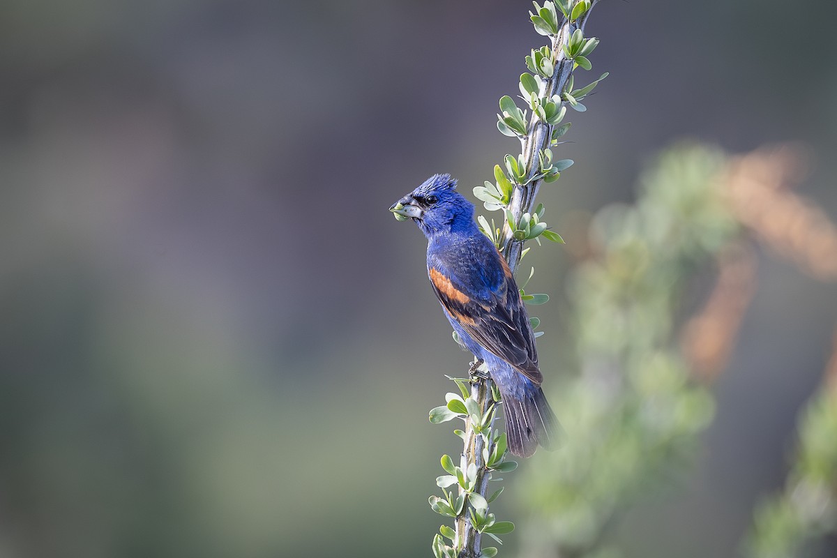eBird Checklist - 16 Aug 2024 - 9818 Pinery Canyon Road, Willcox ...