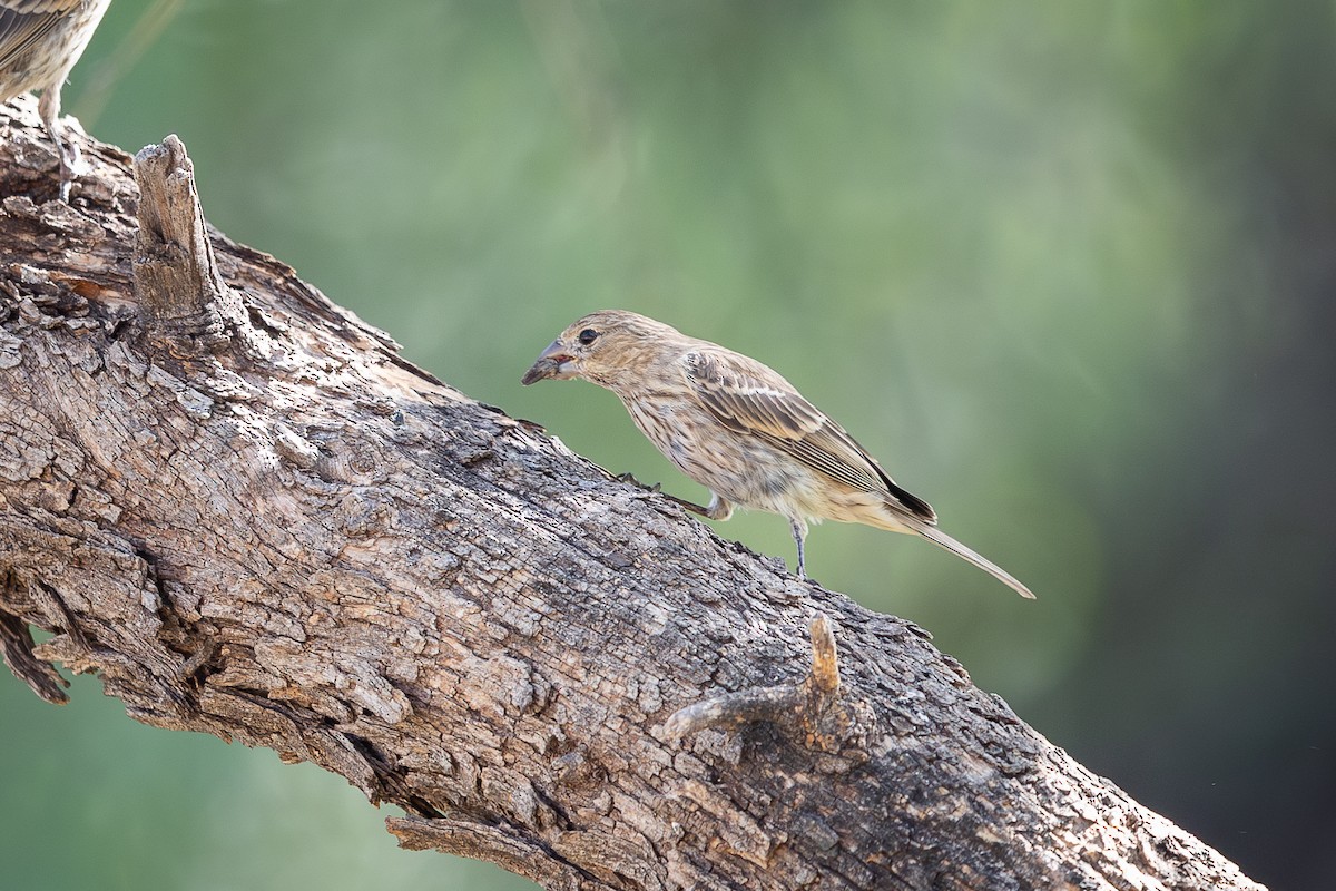 eBird Checklist - 16 Aug 2024 - Portal - 13 species
