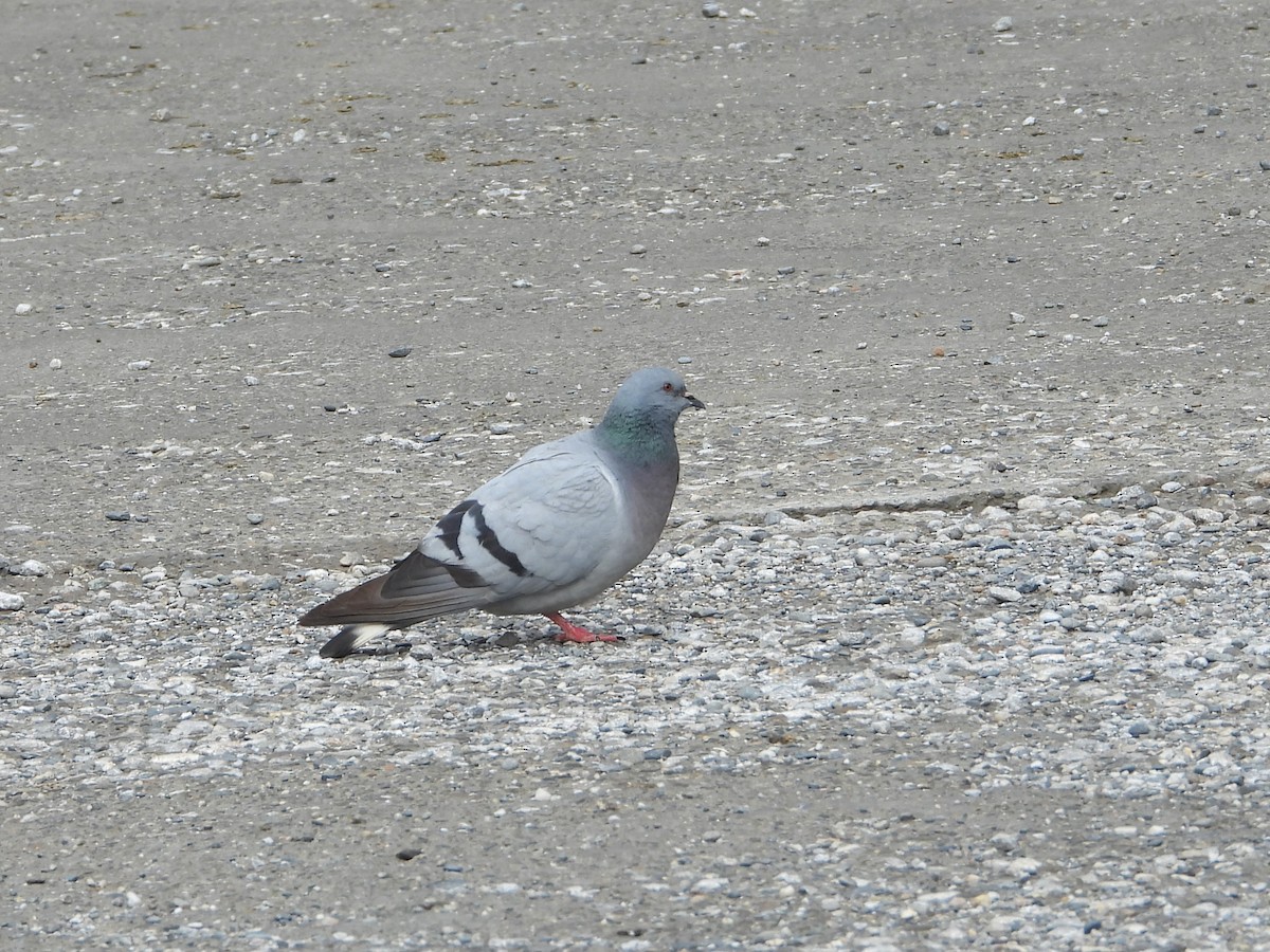 eBird Checklist - 6 Jul 2023 - 文成公主庙 (Temple of Princess Wencheng) - 31 ...