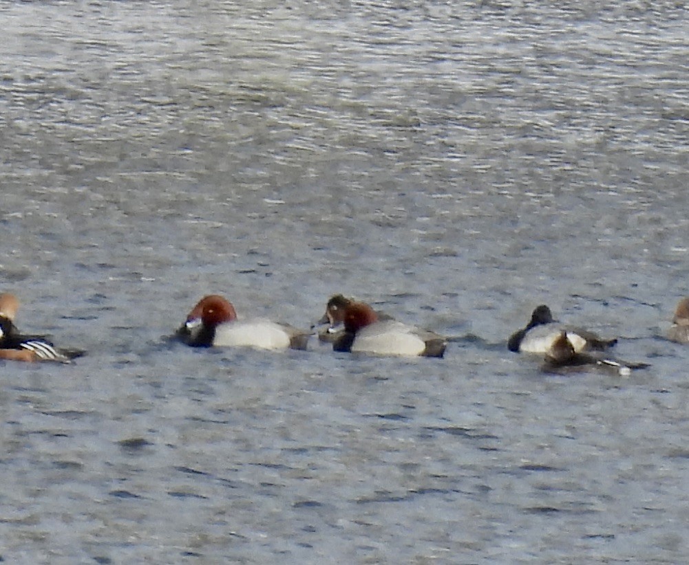 Pennsylvania Bird Atlas Checklist - 6 Dec 2024 - Lake Montrose - 4 species (+1 other taxa)