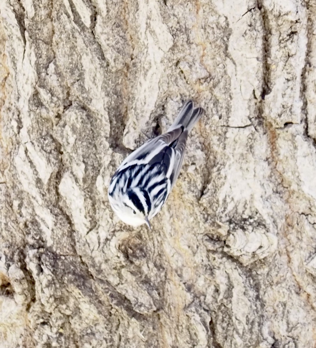 eBird Checklist - 6 Dec 2024 - Prescott--Willow Lake - 1 species