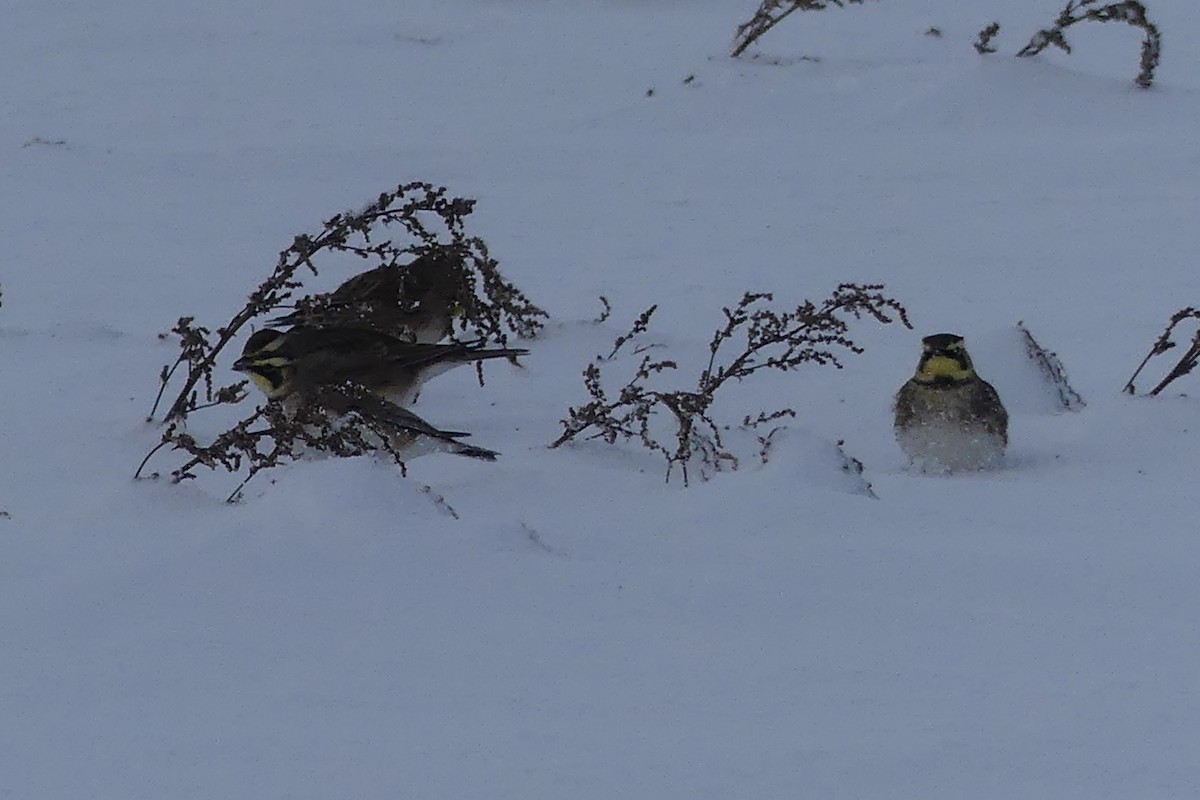 eBird Checklist - 6 Dec 2024 - Buehler/Chalmers Forrest Roads - 4 species