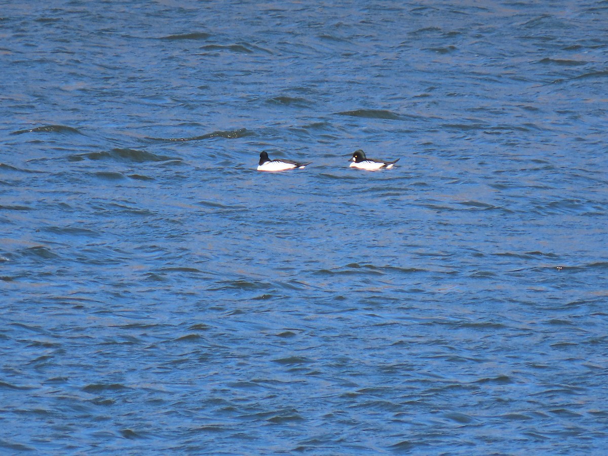 Pennsylvania Bird Atlas Checklist - 6 Dec 2024 - Hibernia County Park--Chambers Lake - 13 species