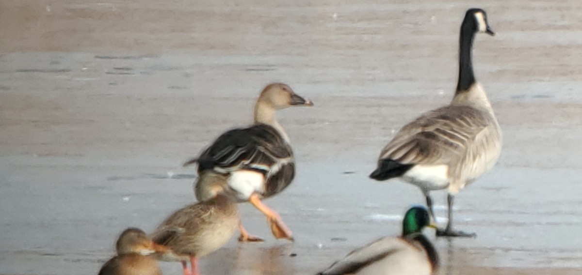eBird Checklist - 6 Dec 2024 - Hwy. 203 Pond - 5 species
