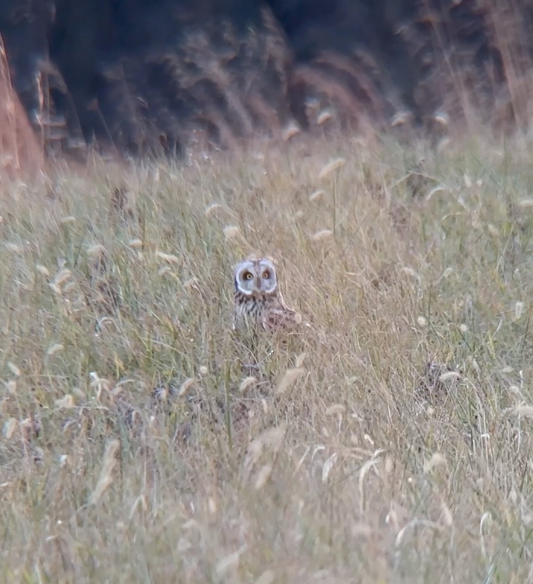 Pennsylvania Bird Atlas Checklist - 6 Dec 2024 - Bryn Coed Preserve (closed Thursdays) - 11 species